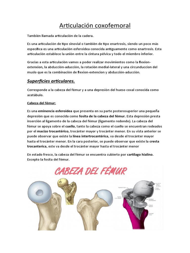 Articulación Coxofemoral | PDF | Articulación | Sistema musculoesquelético
