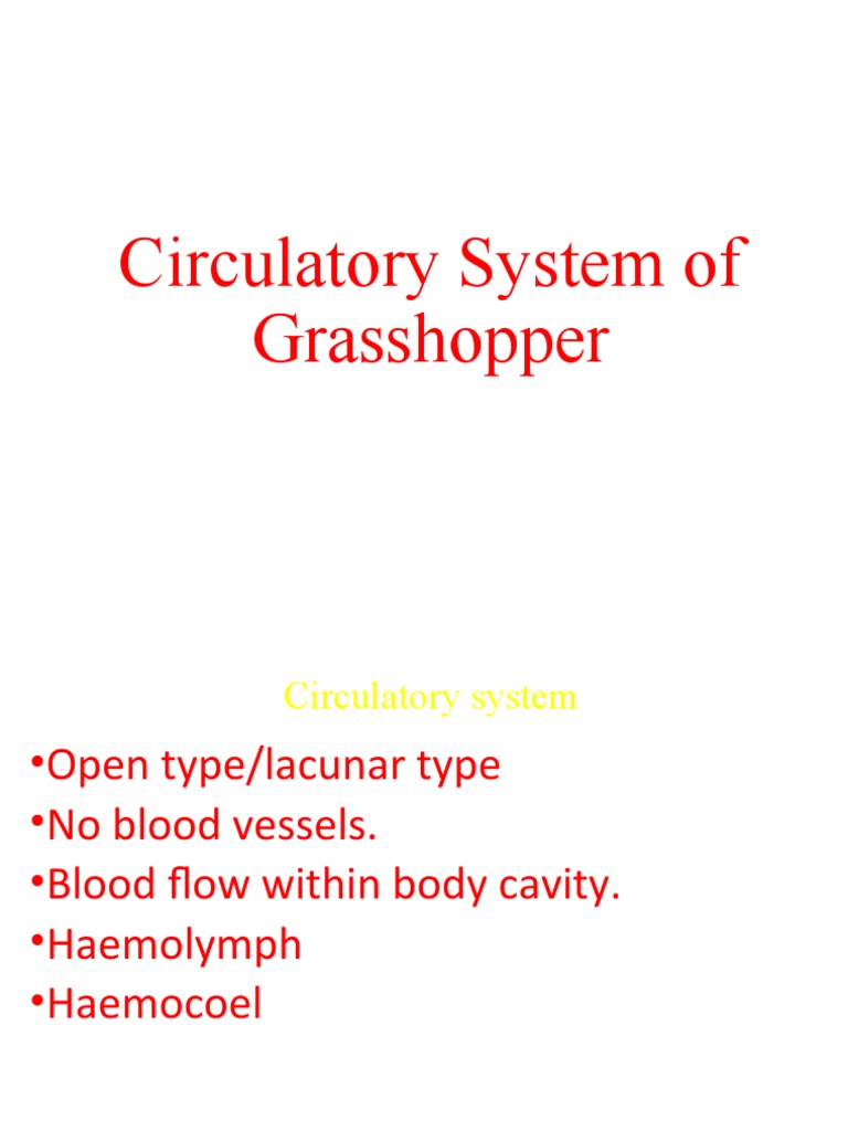 Respiratory of Grasshopper | PDF | Gastrointestinal Tract | Respiratory ...