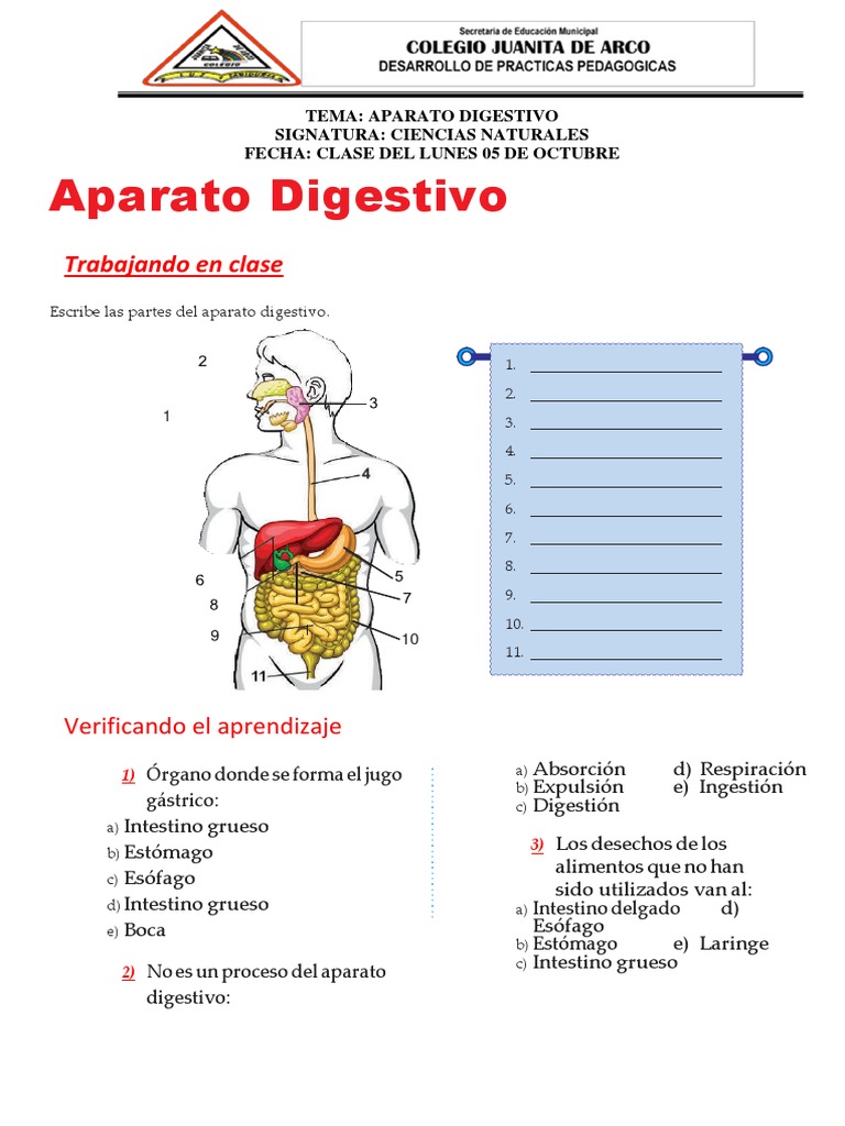 Guia 4. Aparato Digestivo | PDF | Sistema digestivo humano | Digestión
