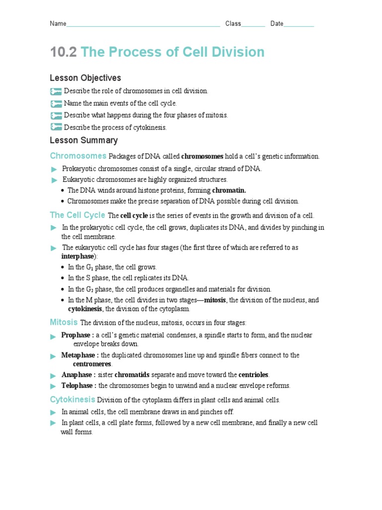 The Process of Cell Division: Lesson Objectives | PDF | Mitosis ...