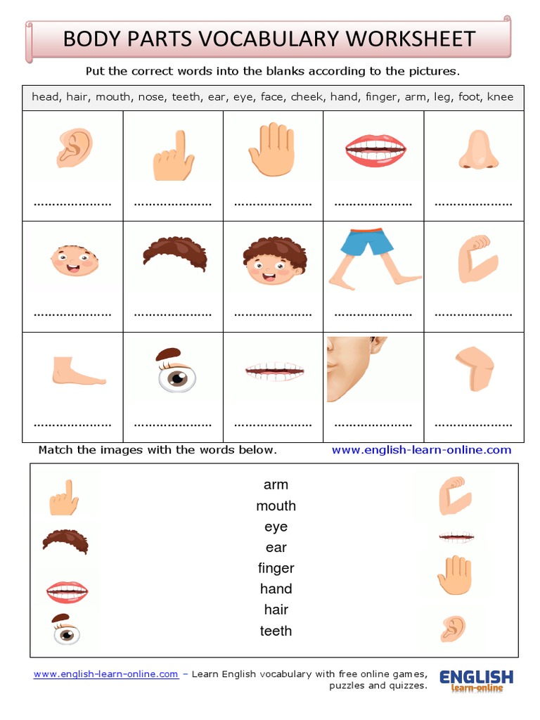 Body Parts Vocabulary Activity Worksheet | PDF