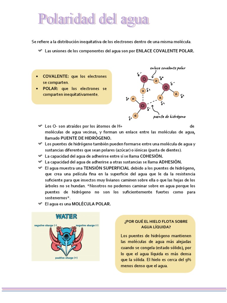 Propiedades del Agua: Polaridad y Enlaces | PDF