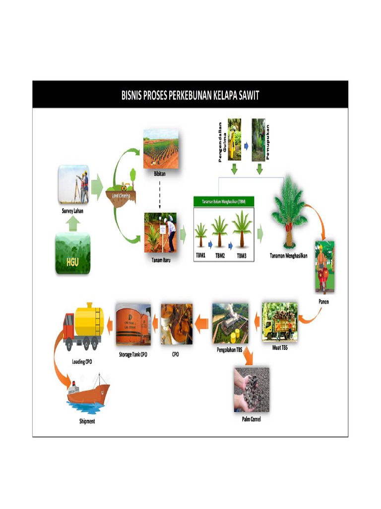 Bisnis Proses Perkebunan Kelapa Sawit | PDF