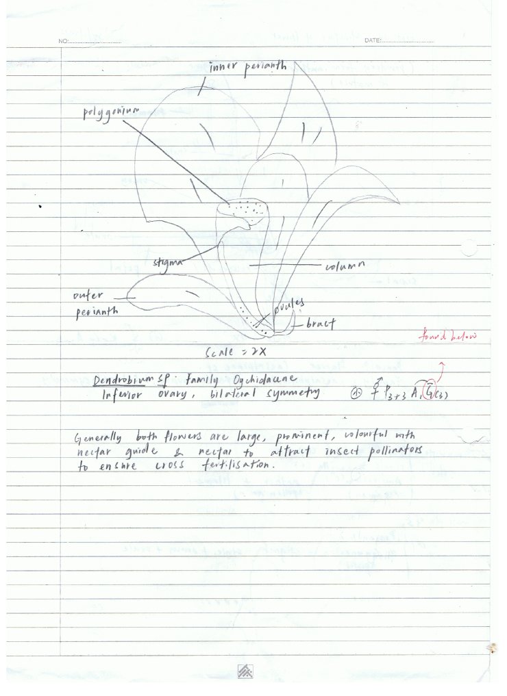 STPM Biology Experiment 14 (Part 2) | PDF