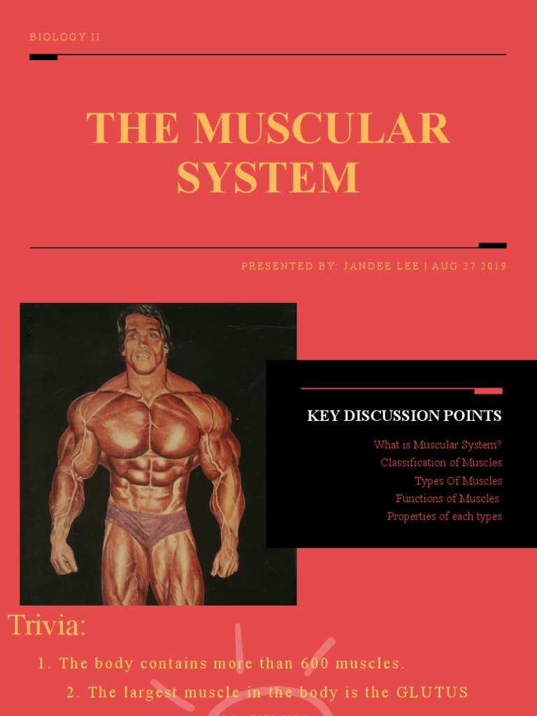 The Muscular System | PDF | Skeletal Muscle | Myocyte