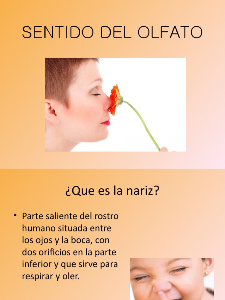Sentido Del Olfato | PDF | Olfato | Rinología