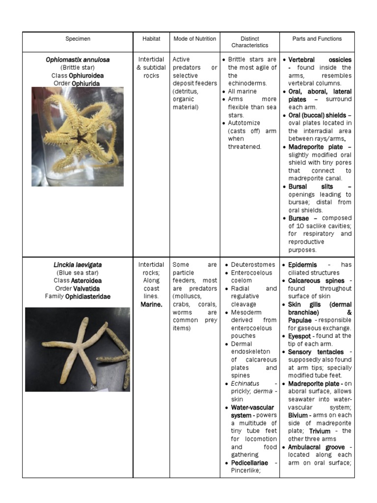 Comparative Anatomy and Physiology of Common Intertidal Echinoderms | PDF | Organisms | Nature
