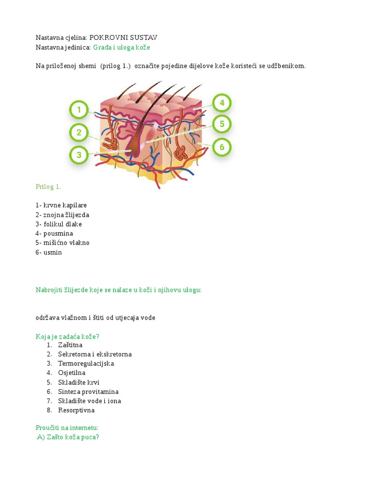 Kopija Datoteke Koža | PDF