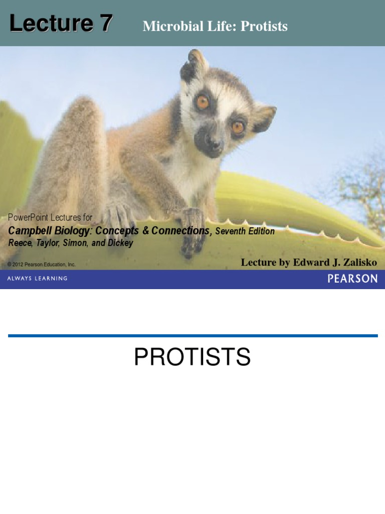 Lecture 7 Diversity of Protists PDF | PDF | Eukaryotes | Chloroplast