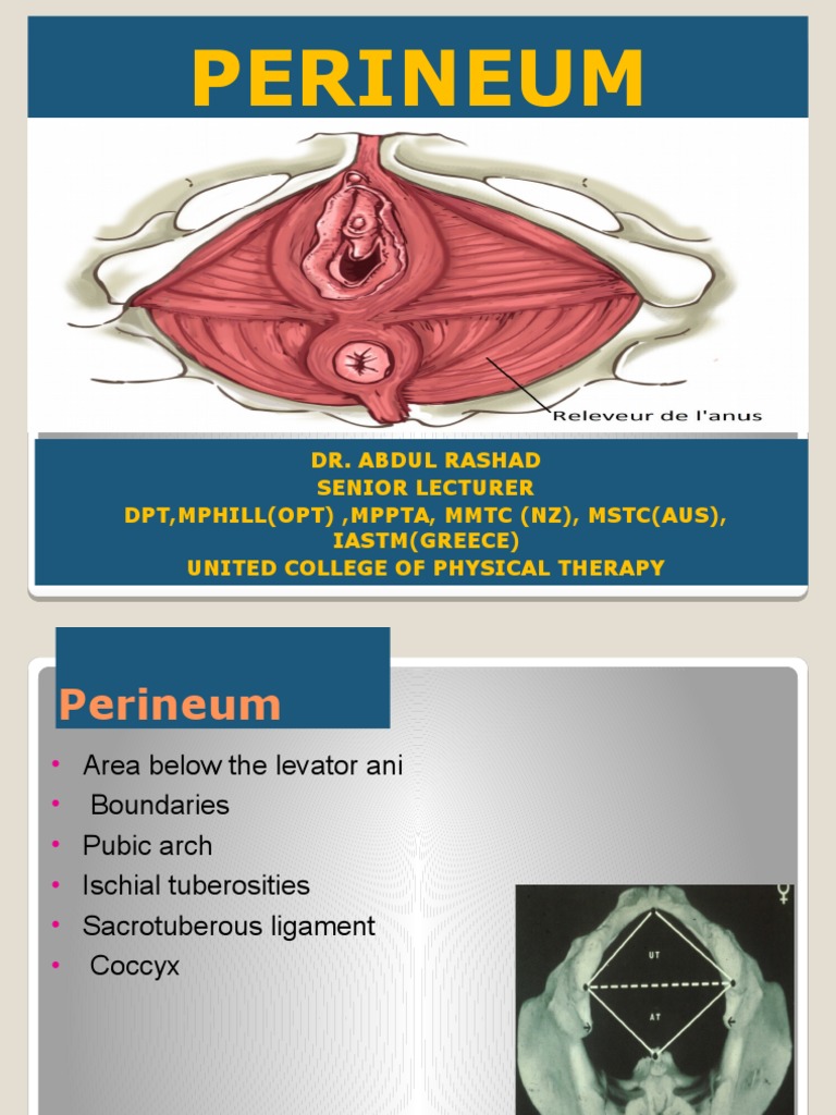 12.anatomy of Perineum | PDF | Clitoris | Rectum