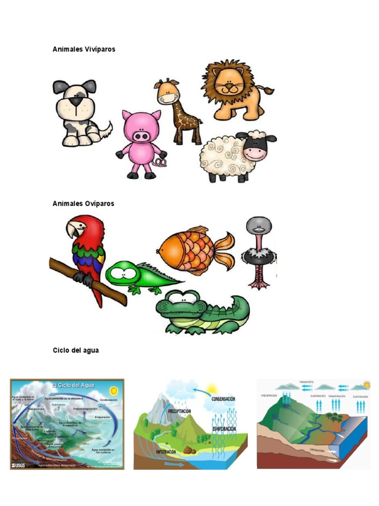 Animales Vivíparos | PDF