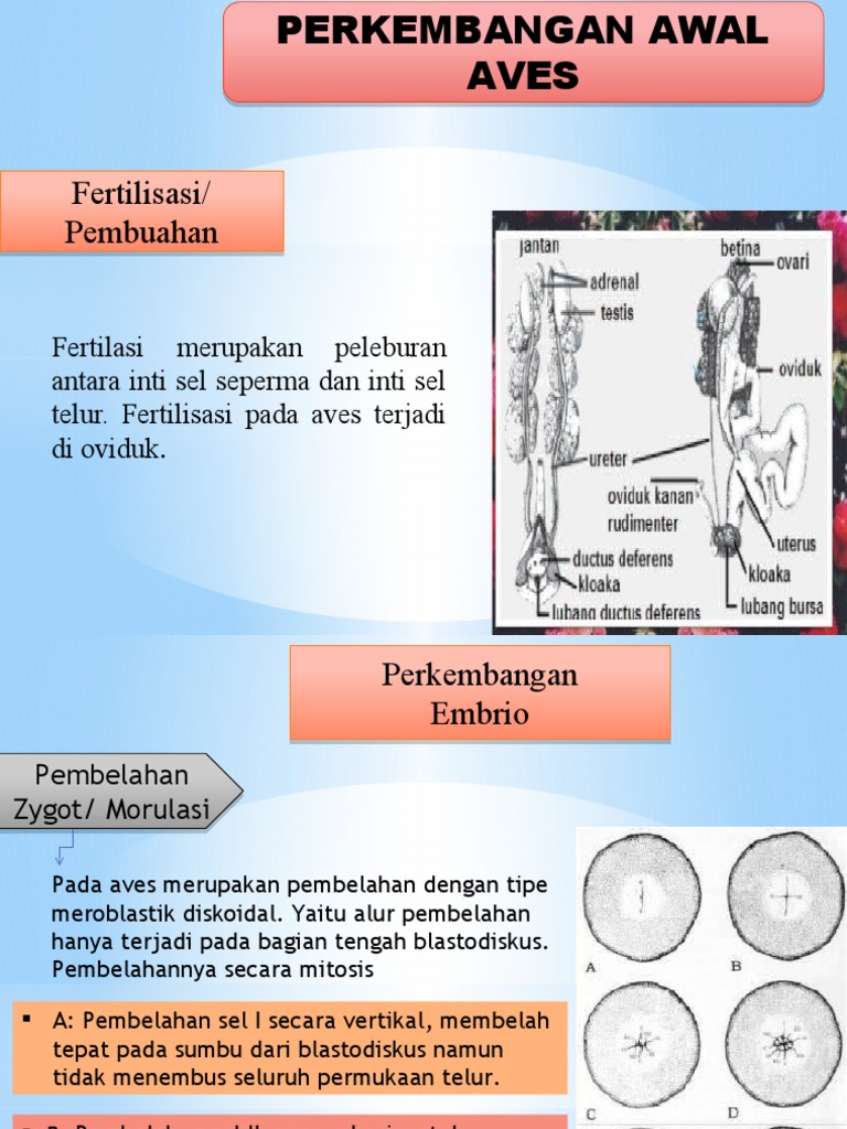 Perkembangan Embrio Aves: Dari Fertilisasi hingga Organogenesis | PDF
