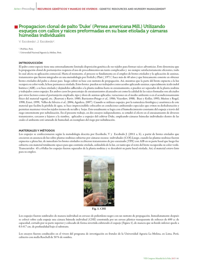 Propagación Clonal Del Palto Hass | PDF | Aguacate | Riego