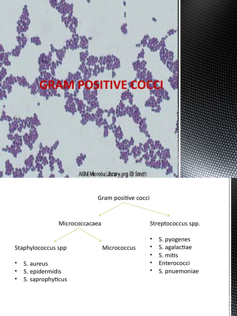 Gram Positive Cocci Sem 1 1 | PDF | Streptococcus | Staphylococcus