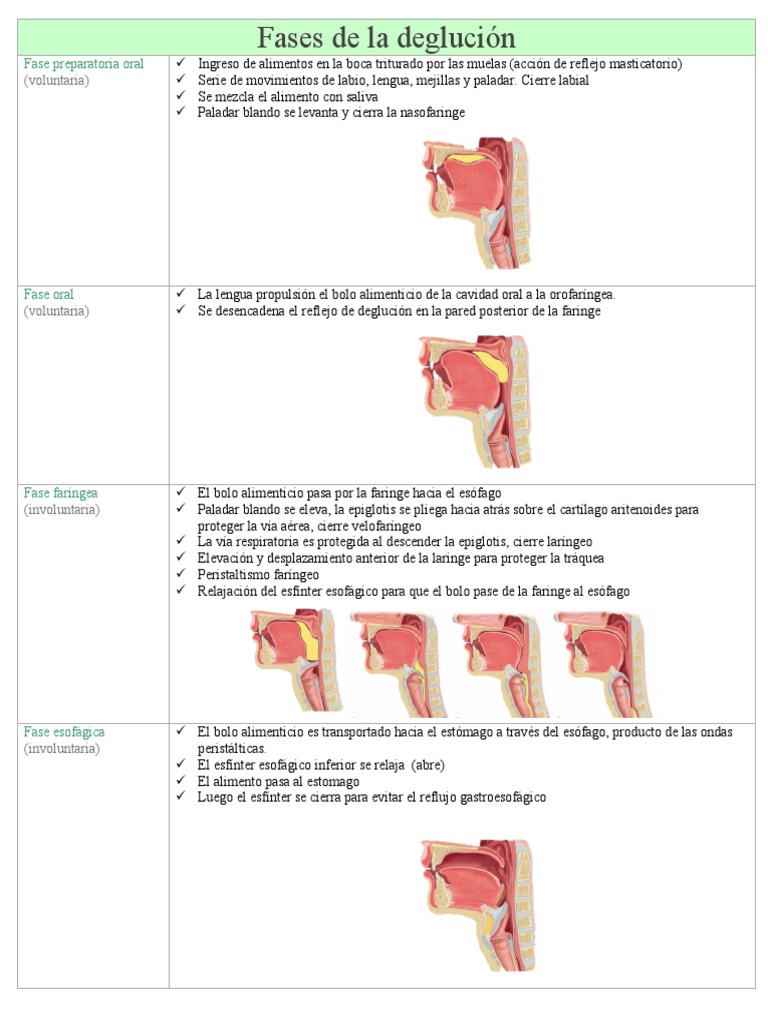 Fases de La Deglución | PDF