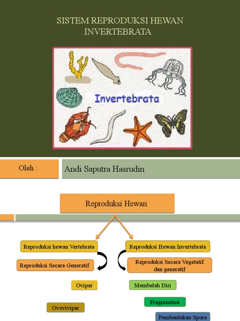 Sistem Reproduksi Hewan Invertebrata | PDF