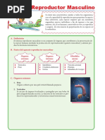Qué es la espermarquia y su proceso | PDF | Eyaculación | Semen
