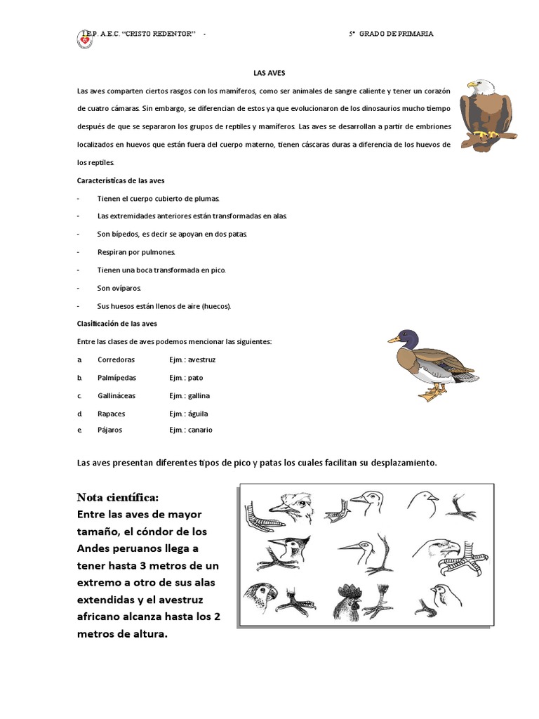 Las aves-5TO-PRIMARIA | PDF