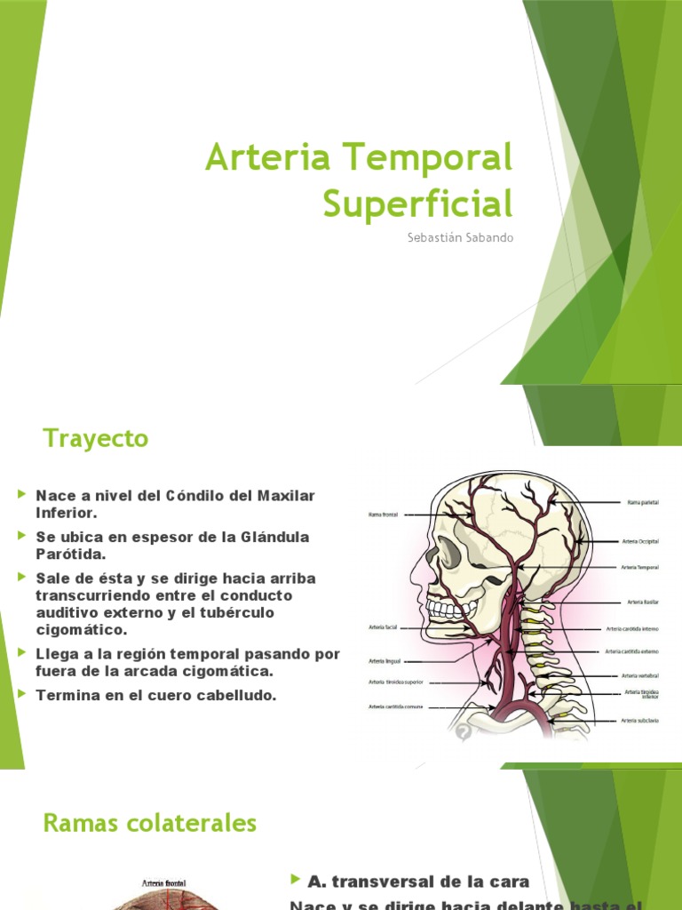 Arteria Temporal Superficial | PDF