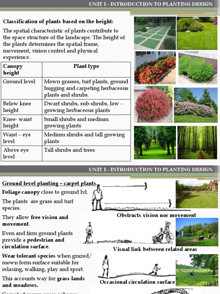Classification of Plants - FINAL | PDF | Shrub | Trees