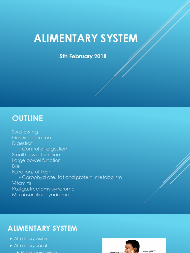 Alimentary System Pdf Stomach Esophagus