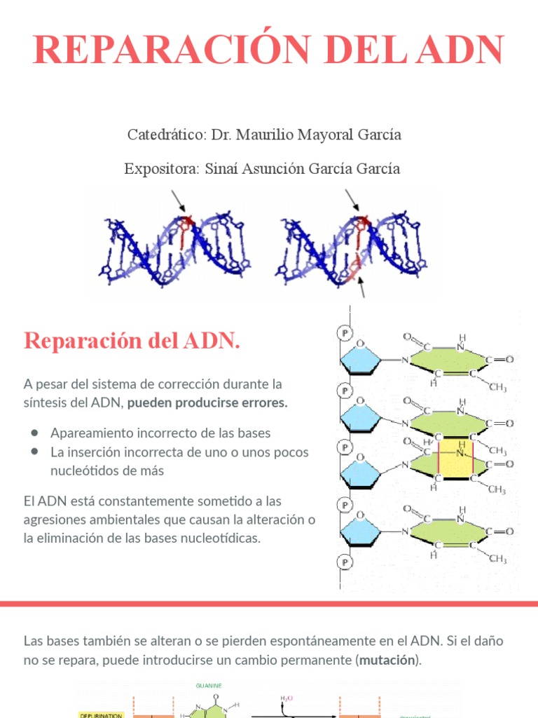 Reparación Del DNA | PDF | Reparación de adn | Recombinación genética