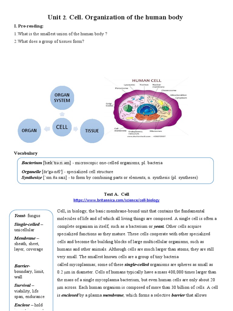 Unit Cell. Organization of The Human Body: Organ System | PDF | Human ...