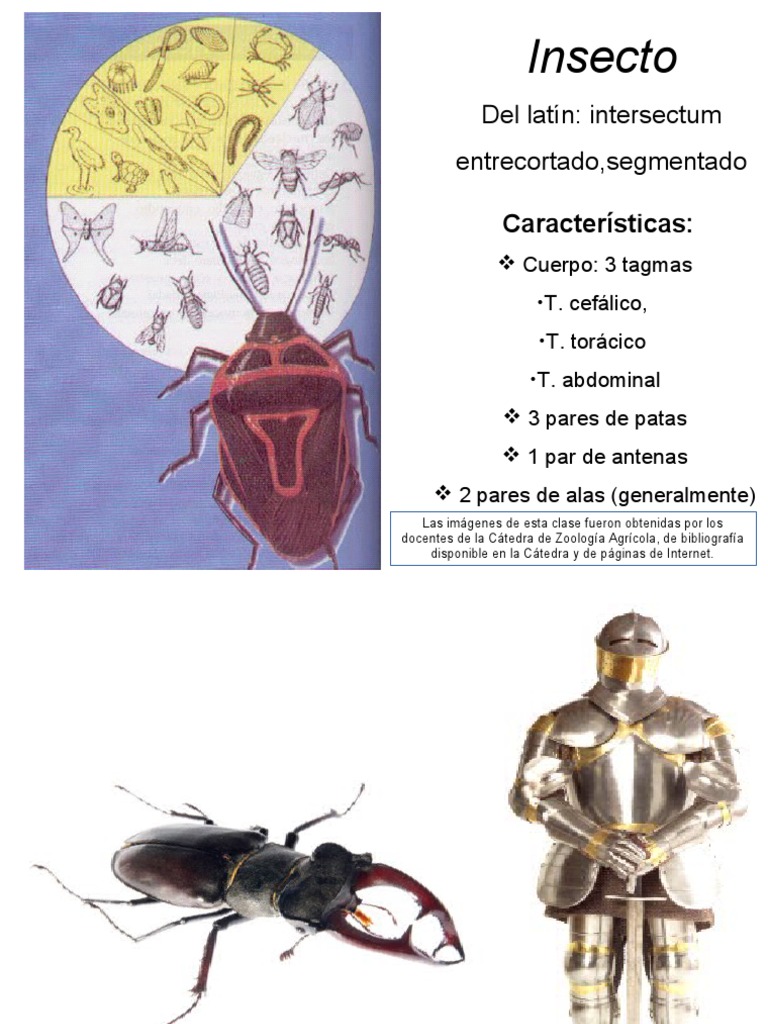 4.clase INSECTA 1. Morfología Externa (Tagma Cefálico) PDF | PDF
