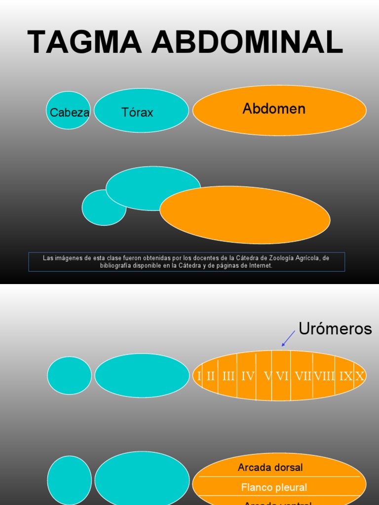 INSECTA 3. Morfología Externa (Tagma Abdominal) | PDF