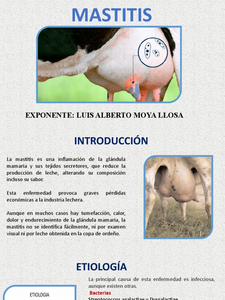 Mastitis | PDF