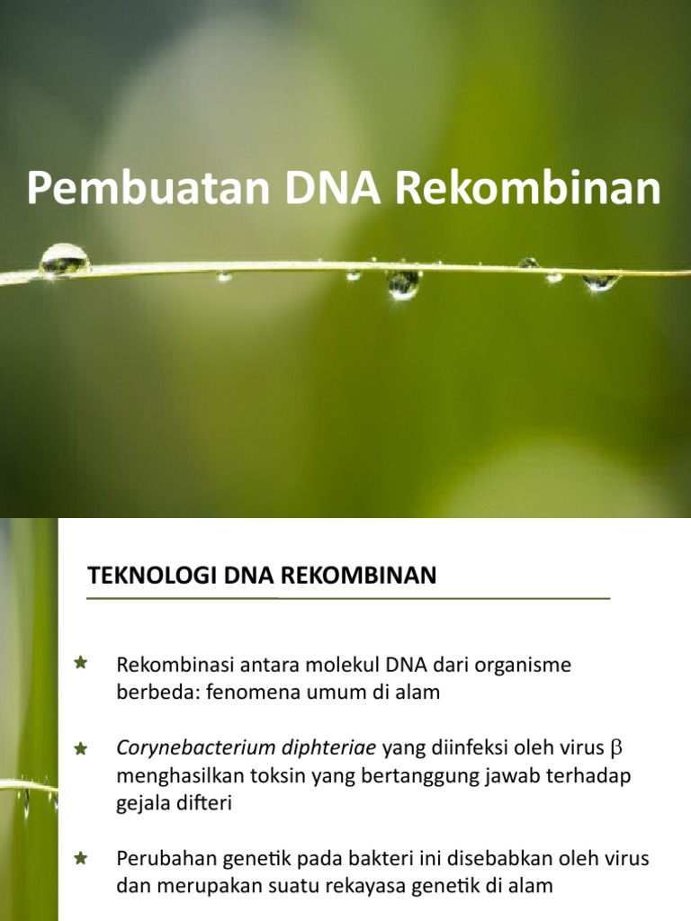 Pembuatan DNA Rekombinan | PDF