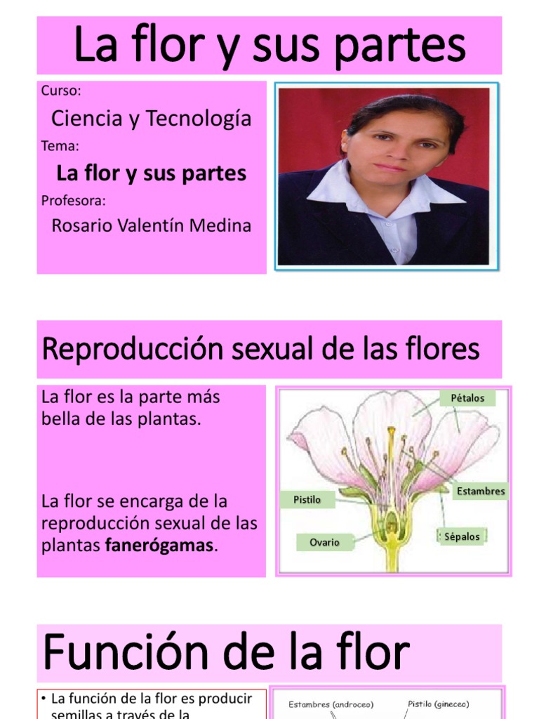 Las partes fundamentales de la flor y sus funciones reproductivas | PDF ...