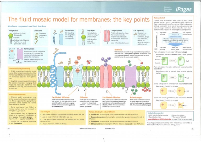 The Fluid Mosaic Model For Membr The Key Points: Anes | PDF | Cell ...