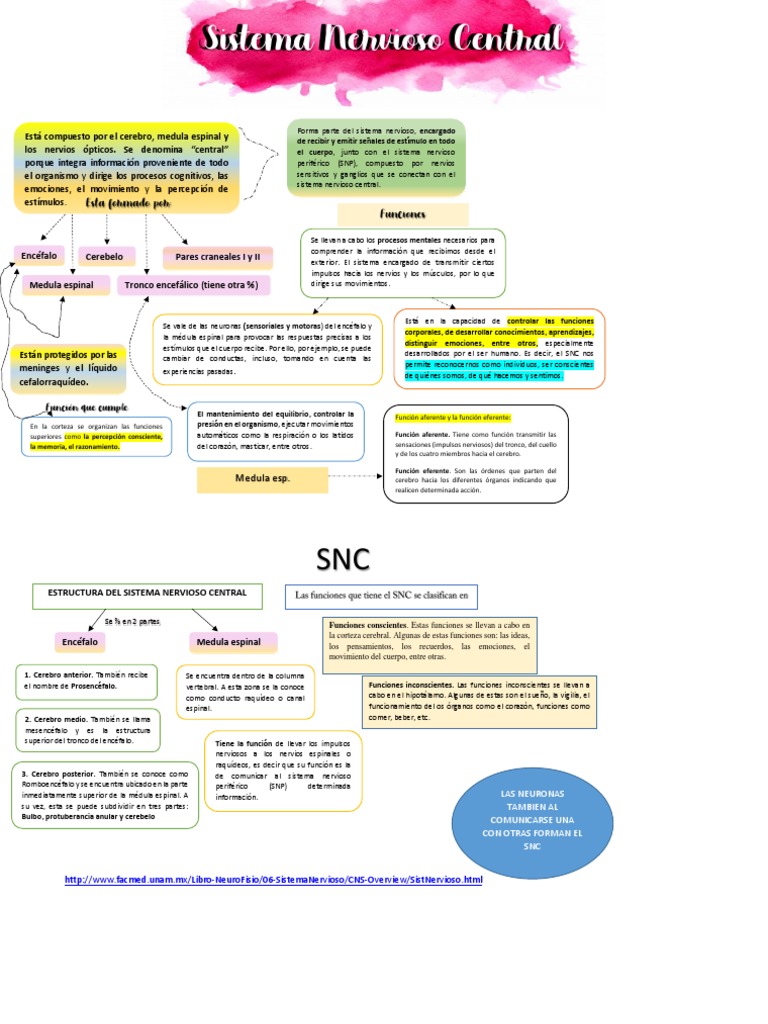Mapa Del SNC y SNP | PDF | Cerebro | Sistema nervioso central