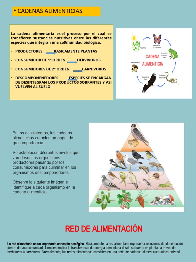 Cadenas, Redes y Piramides Alimenticias | PDF | Red alimentaria | Nutrición
