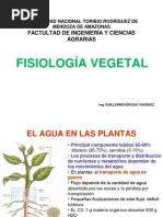 Apoplasto y Simplasto | PDF | Raíz | Biología Celular)