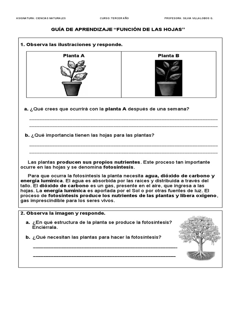 Las Plantas Función de Las Hojas | PDF | Fotosíntesis | Plantas