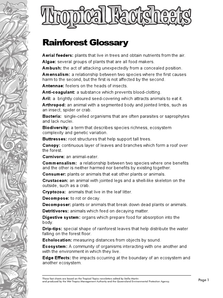 Rainforest Vocabulary Glossary | PDF | Plants | Trees
