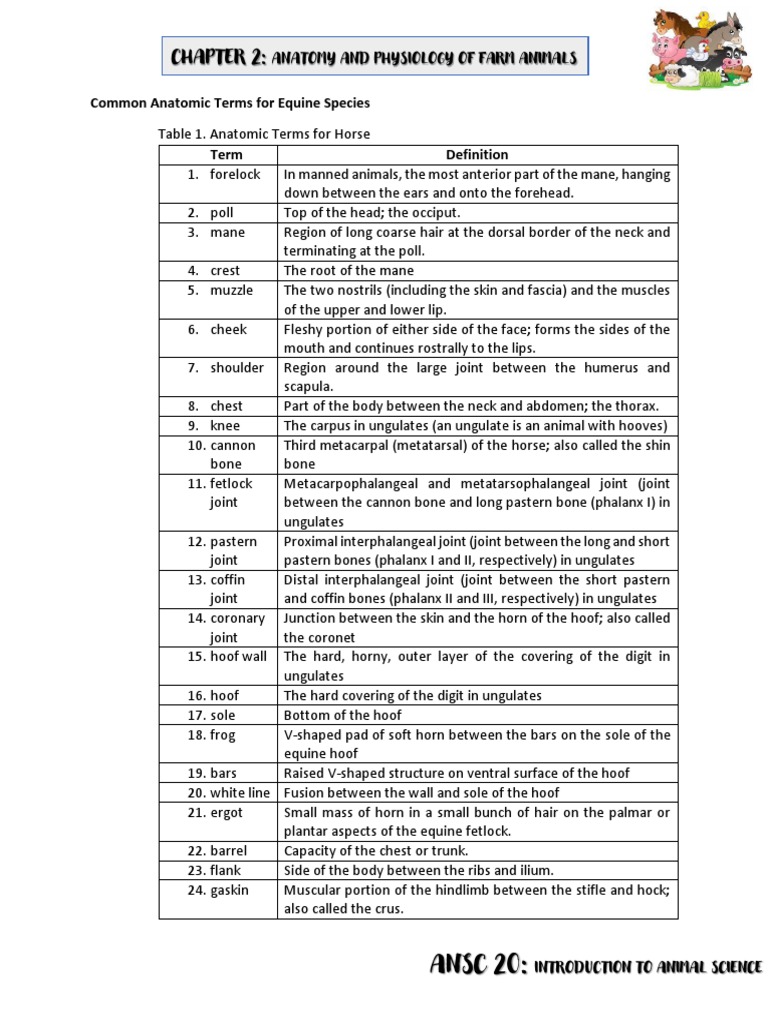 External Anatomy of Farm Animals | PDF | Anatomical Terms Of Location ...