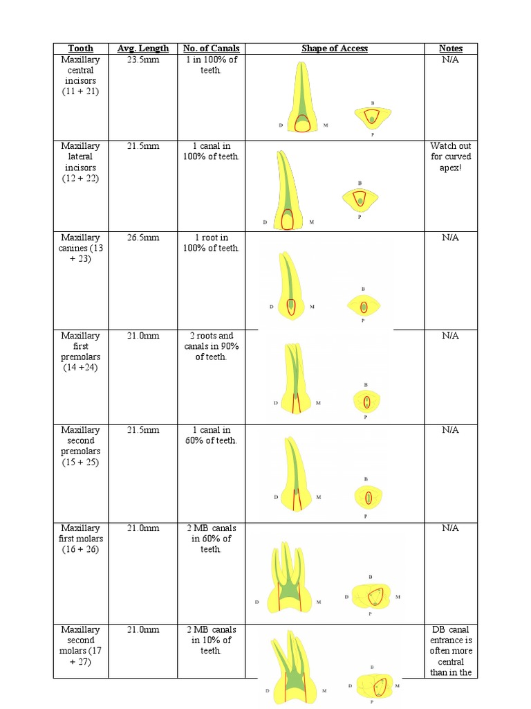 Root Canal Lengths and Configurations | PDF