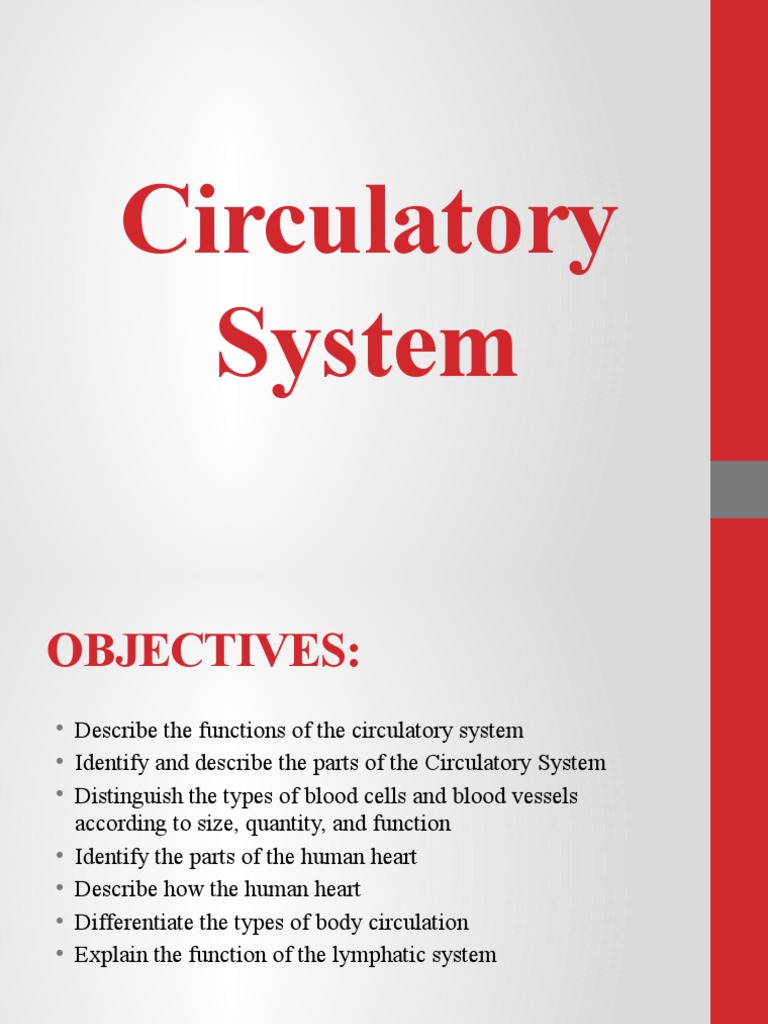 Circulatory System Overview | PDF | Circulatory System | Heart Valve
