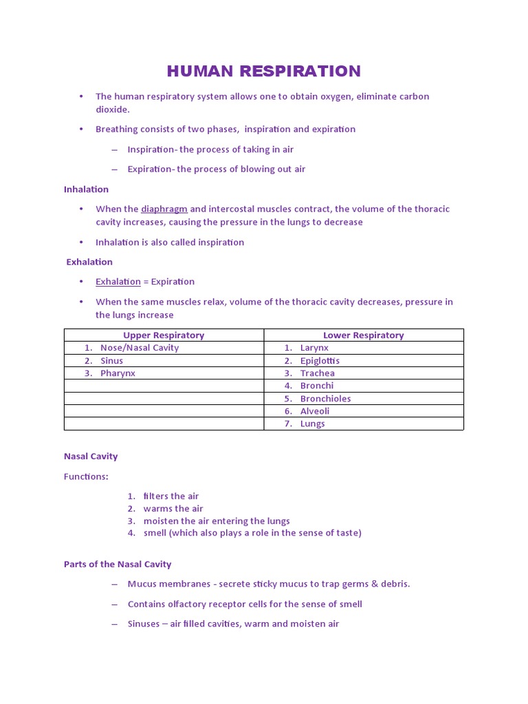Human Respiration Handout | PDF | Respiratory Tract | Lung