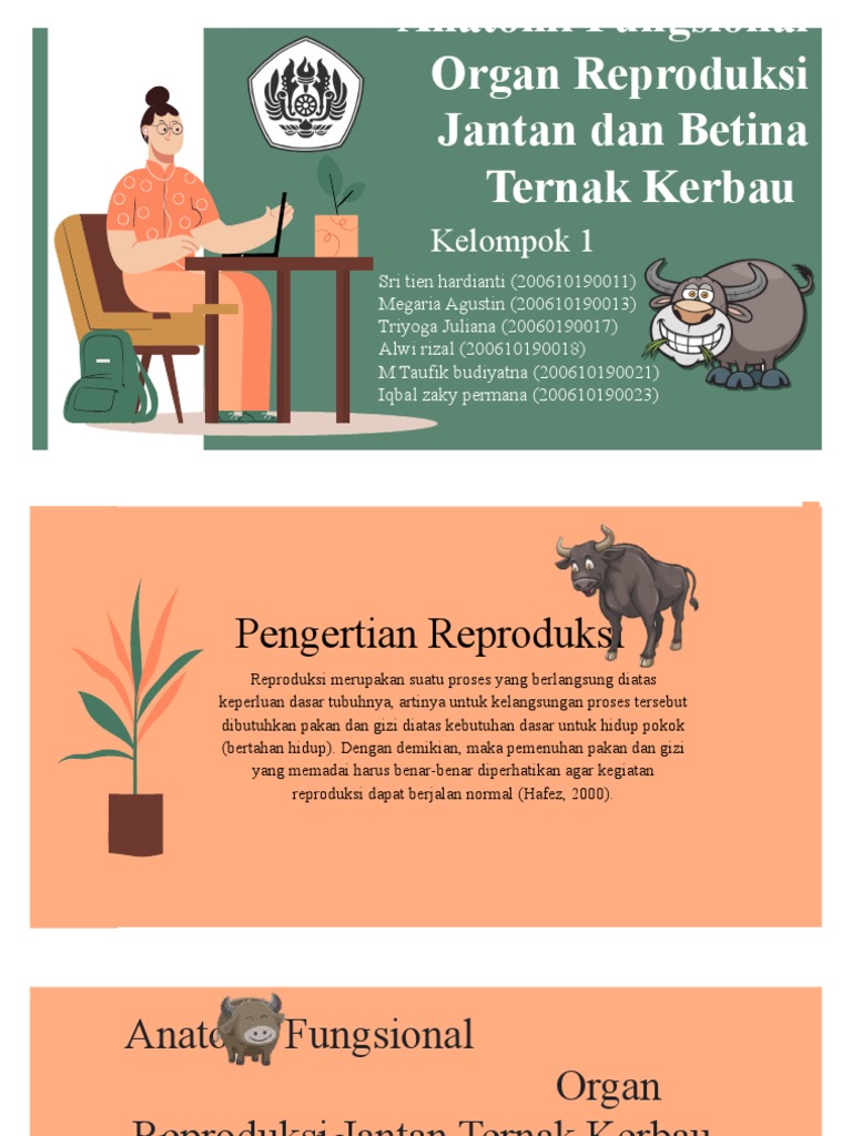 Kelompok 1 - Anatomi Dan Fisiologi Jantan Dan Betina Ternak Kerbau ...