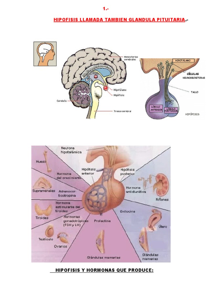 Hipofisis (Glandula Pituitaria) | PDF | Glándula pituitaria | Hormona