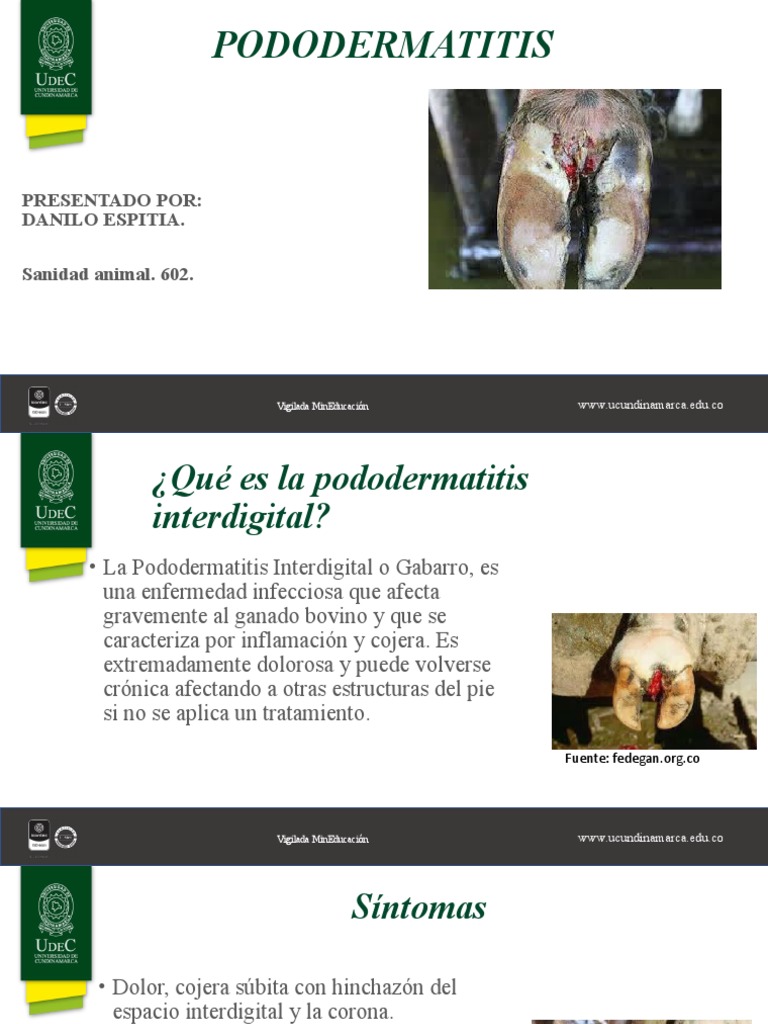 Pododermatitis Bovina: Síntomas y Tratamiento | PDF | Salud pública ...