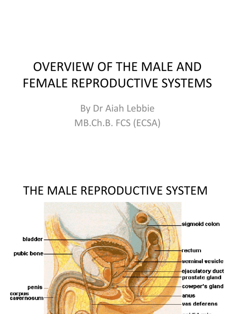 Male and Female Reproductive Systems Overview | PDF | Testicle | Labia