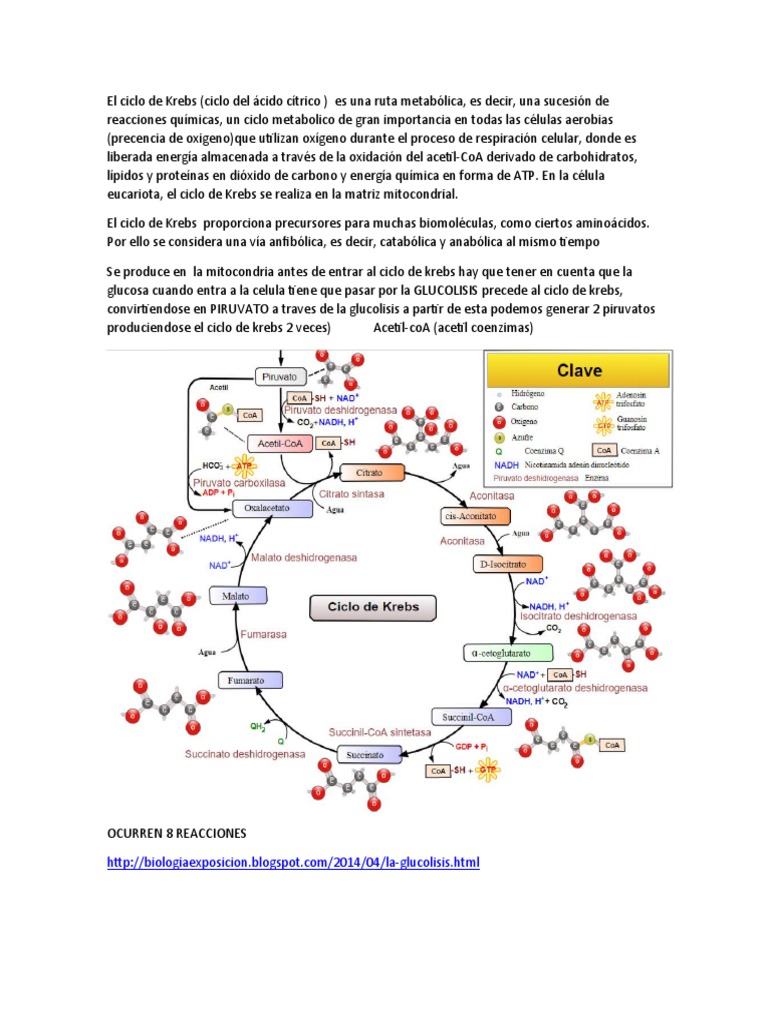 El Ciclo de Krebs | PDF