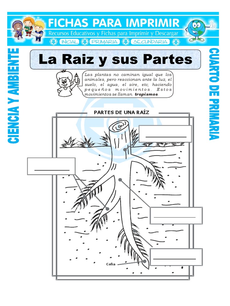 Ficha La Raiz y Sus Partes para Cuarto de Primaria | PDF | Raíz | Vegetales