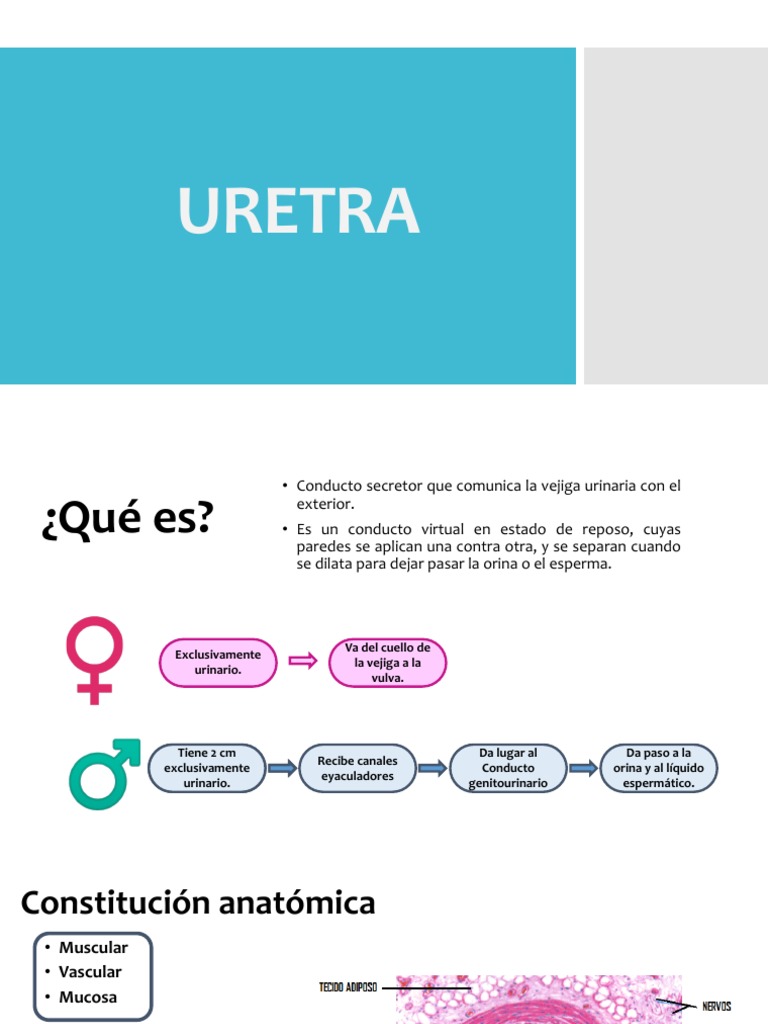 Anatomia - Uretra | PDF | Testículo | Vejiga urinaria