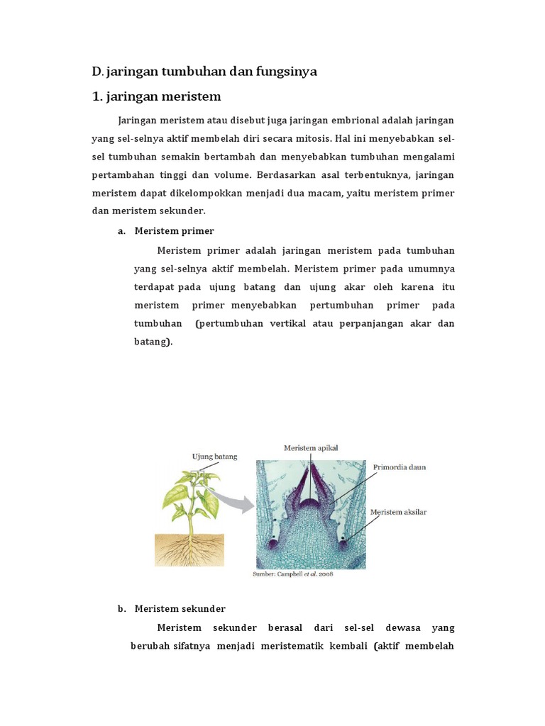 Jaringan Tumbuhan Dan Fungsinya | PDF